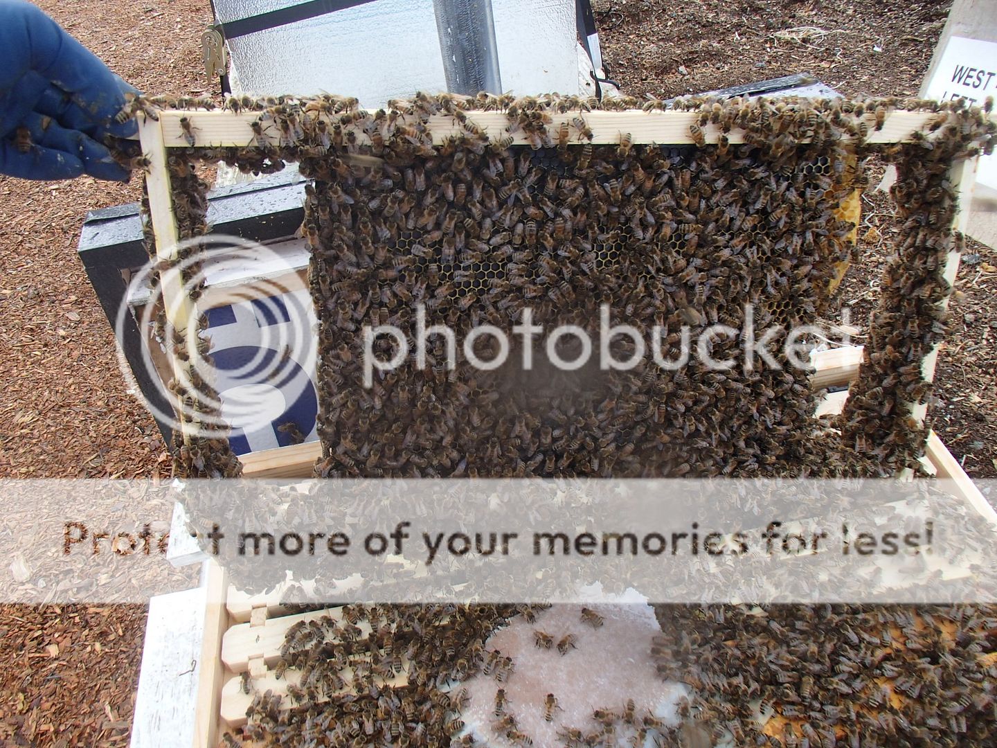 Photos of my partial sheet of foundation in deep frames -experiment | Beesource Beekeeping Forums
